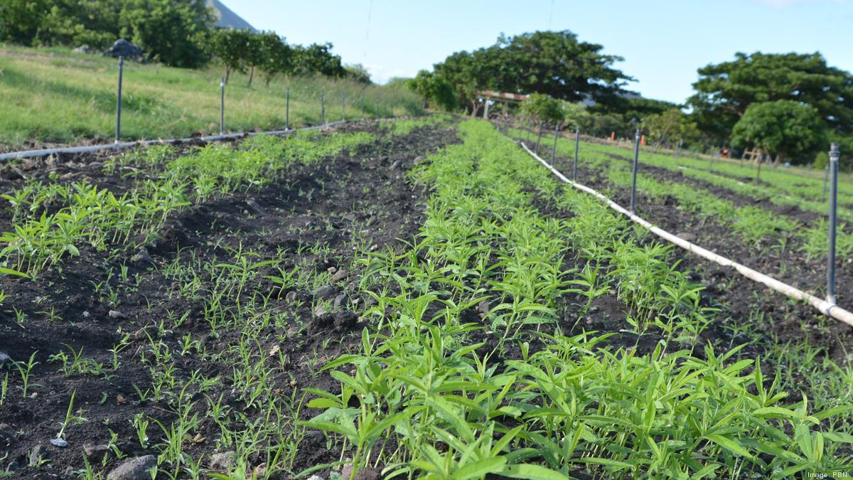 House Dem introduces version of hemp-farming bill - Albuquerque ...