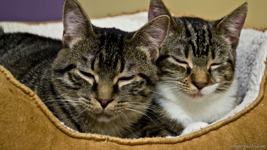 Scout Bio and Penn gene therapy program expand their animal health ...