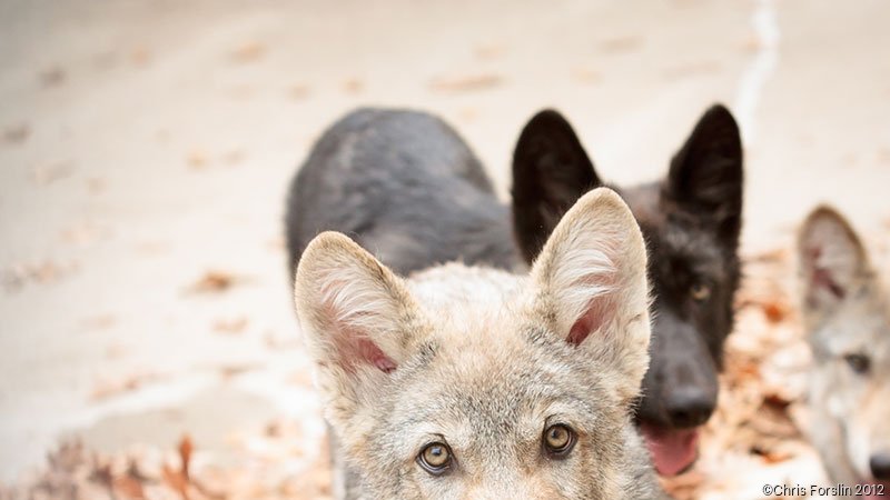 Minnesota Zoo grey wolf pups
