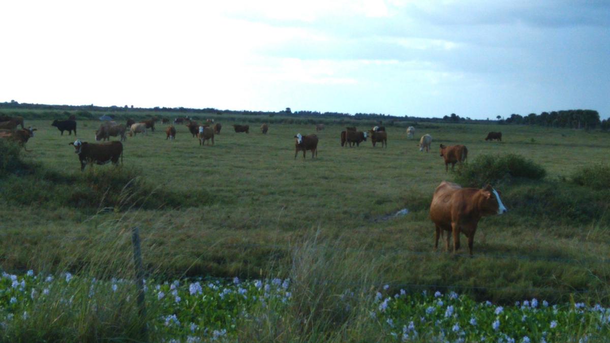 Exclusive: New cattle ranch owner plans 2,000 homes, more in east ...