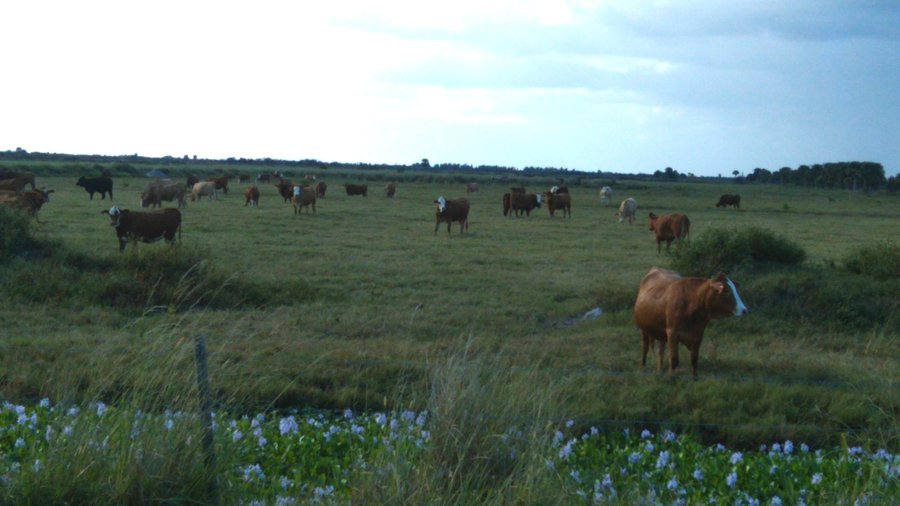 Exclusive: New cattle ranch owner plans 2,000 homes, more in east ...