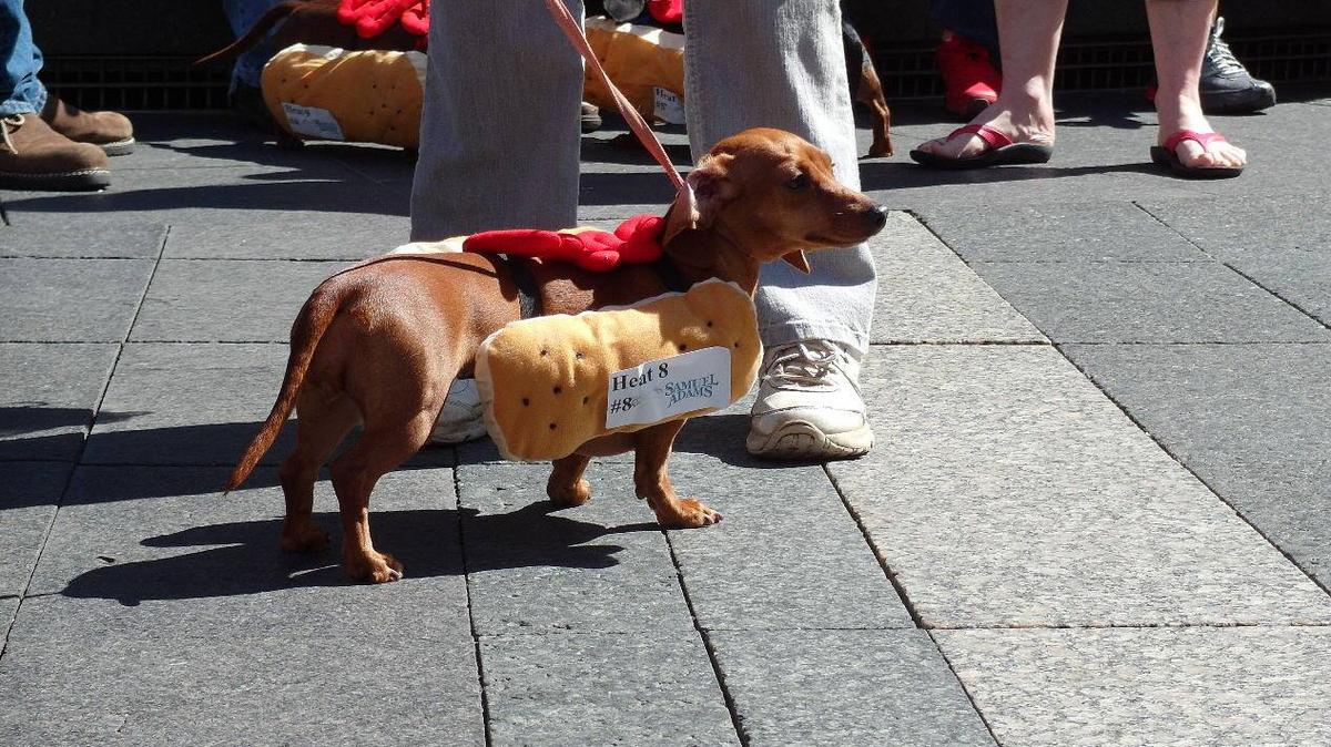 2014 Running of the Wieners kicks off Oktoberfest Zinzinnati: PHOTOS ...
