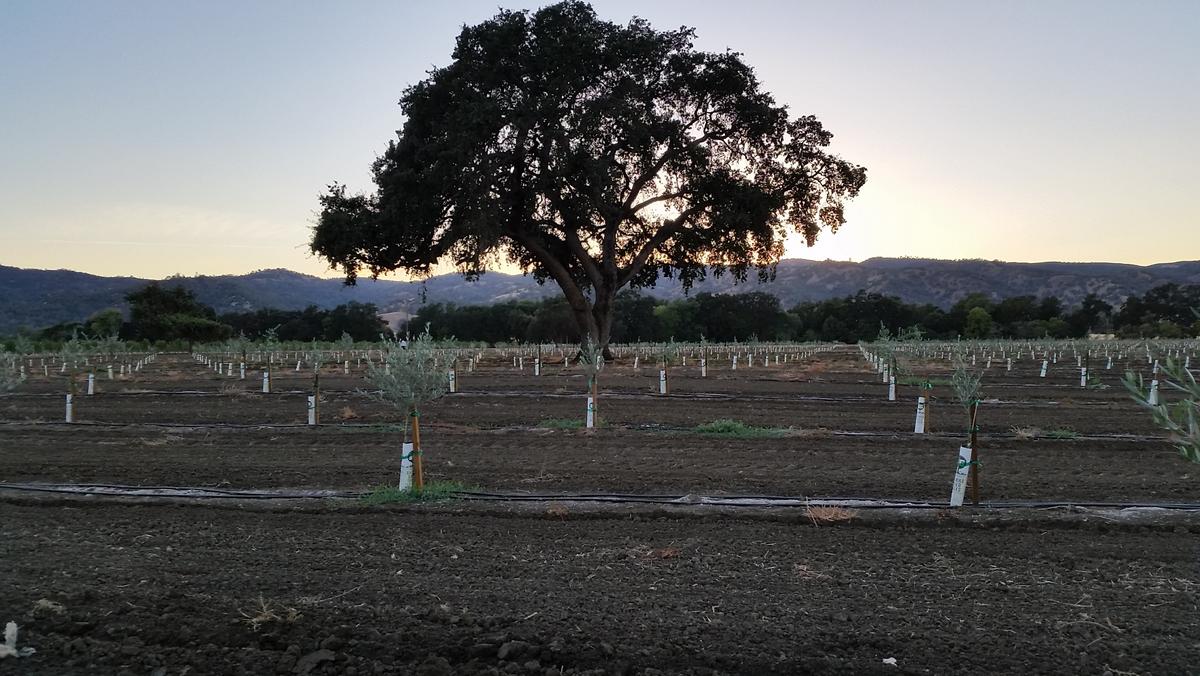 Yocha Dehe Wintun Nation shows off new Seka Hills tasting room in Capay ...