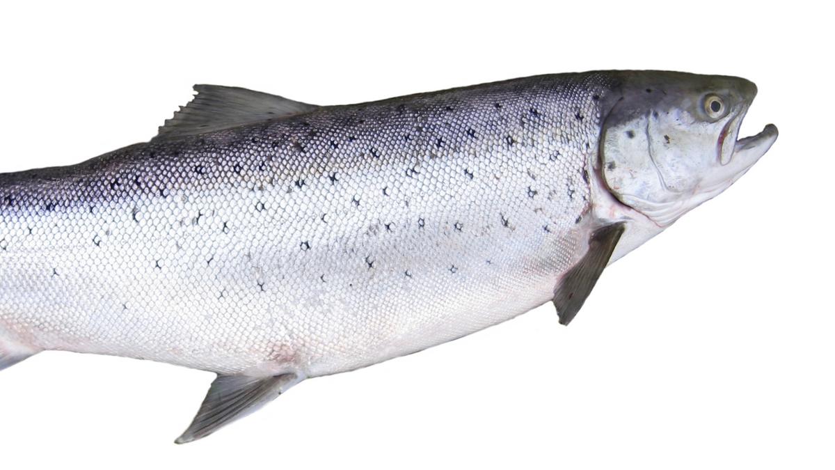 Oregon aims to double its fish farming industry to $23M - Portland ...