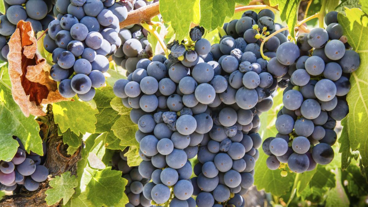 Behind the List: Wine grapes top list of most valuable crops ...