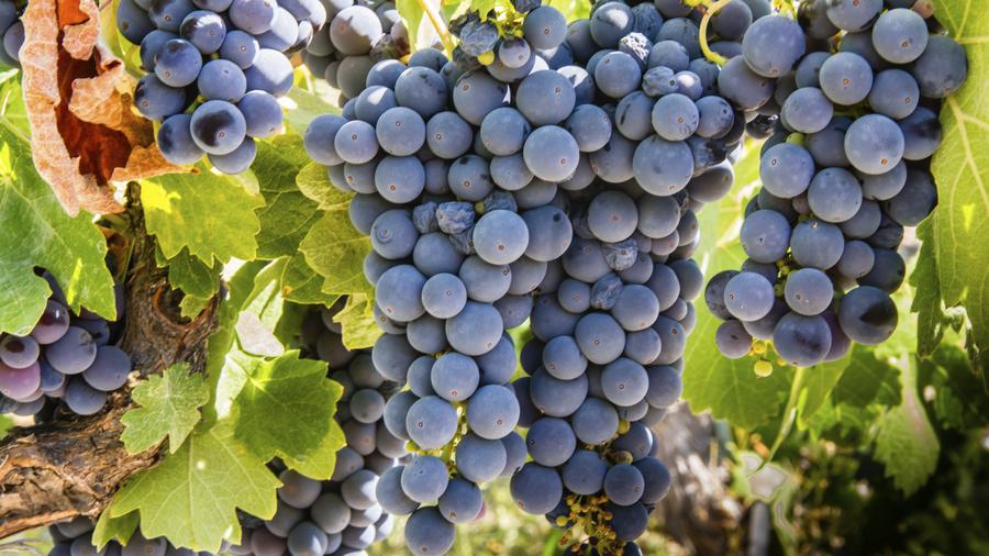 Gavin Free People Like Grapes