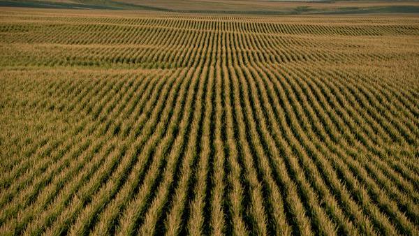 CoBank says farm incomes will drop thanks to larger harvests, rising ...