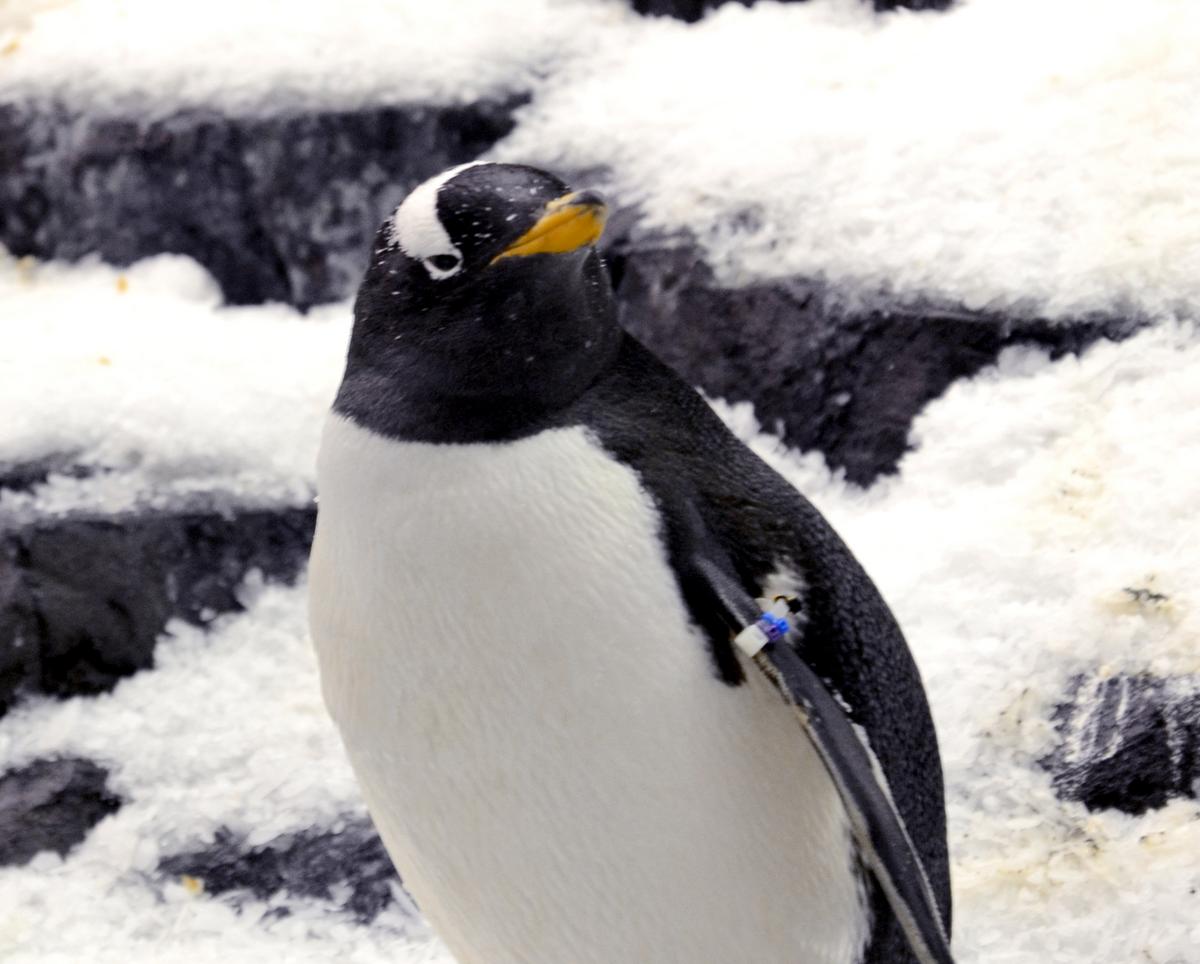 SeaWorld Orlando President Terry Prather talks Antarctica expansion ...