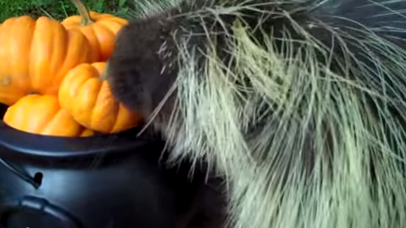 Uplinks: A pumpkin eating porcupine, vintage Apple computers and 7 ...