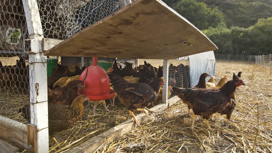 Root Down Farms in Pescadero