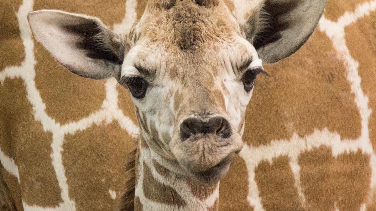 Baby giraffe a tall order at Buffalo Zoo - Buffalo Business First