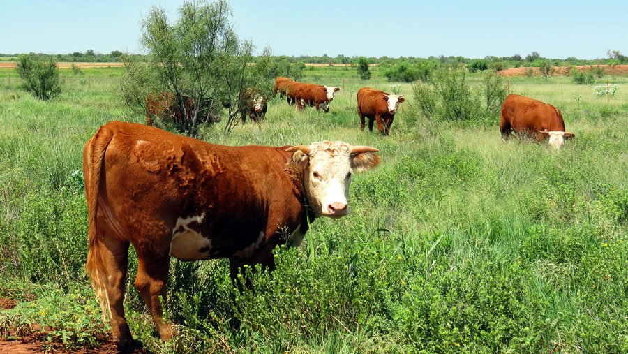 Cargill pledges to cut methane emissions from its beef business ...