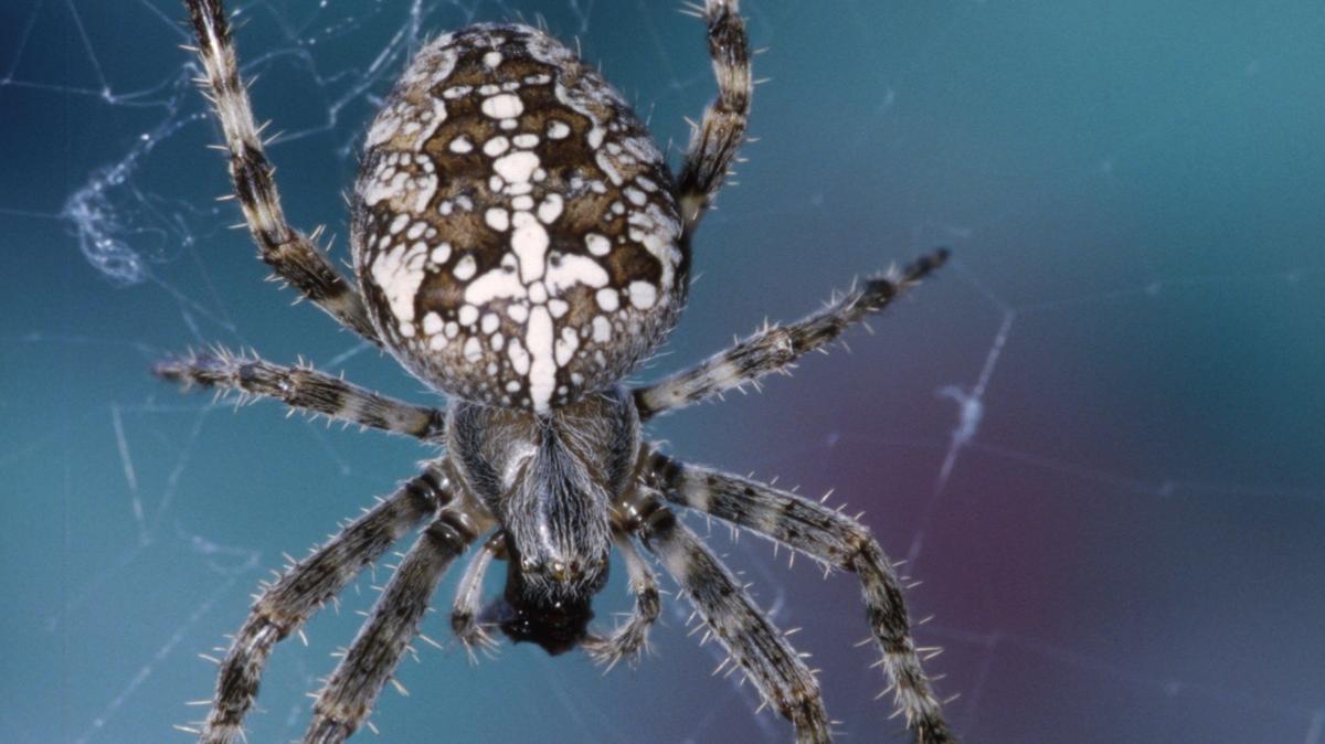 Bolt Threads raises $32.3 million to make artificial silk based off ...