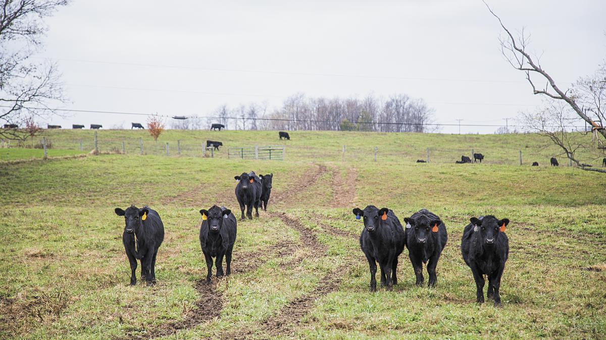Cattle theft a growing problem - Wichita Business Journal