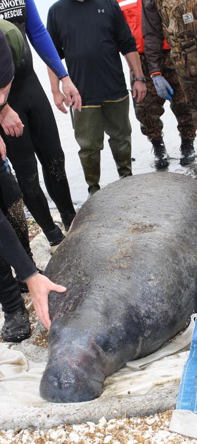 Endangered manatee caught and rescued near Houston, to be sent to ...