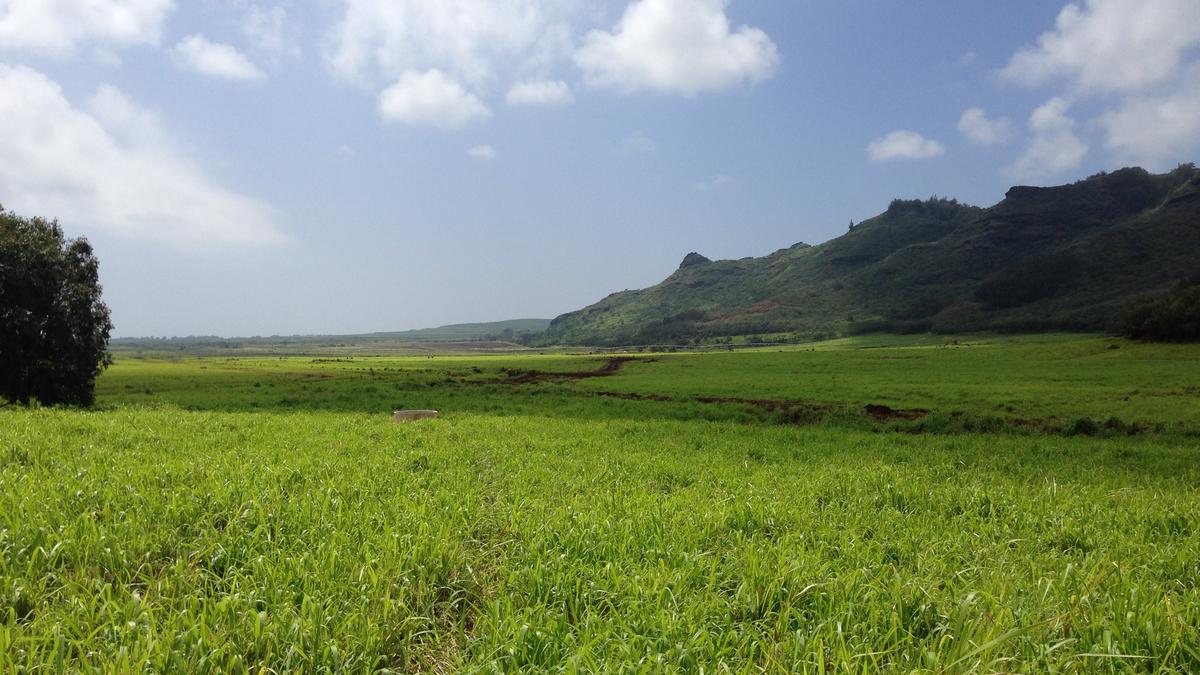 Ulupono Initiative's Hawaii Dairy Farms project scuttles plans, citing ...