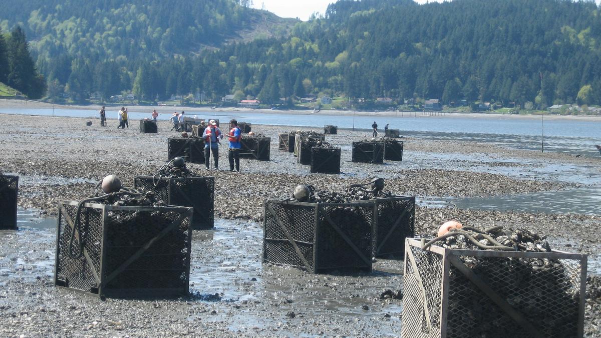 Biggest state shellfish grower gains an edge through sustainability ...