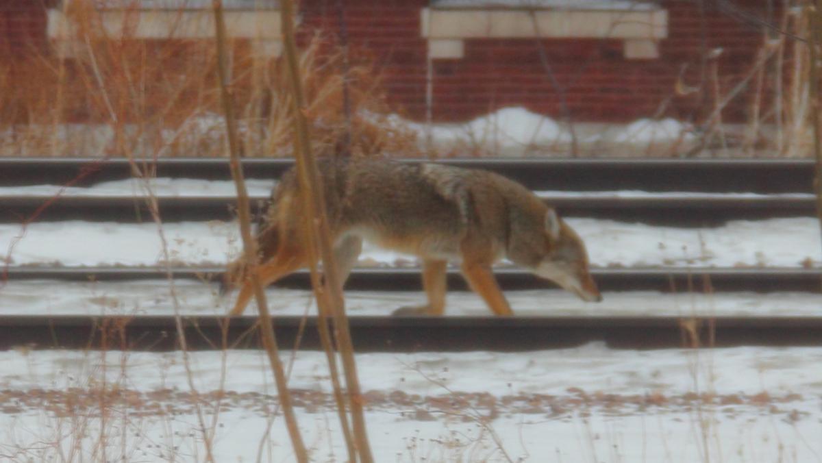 Chicago's coyotes developing differently from suburban animals ...