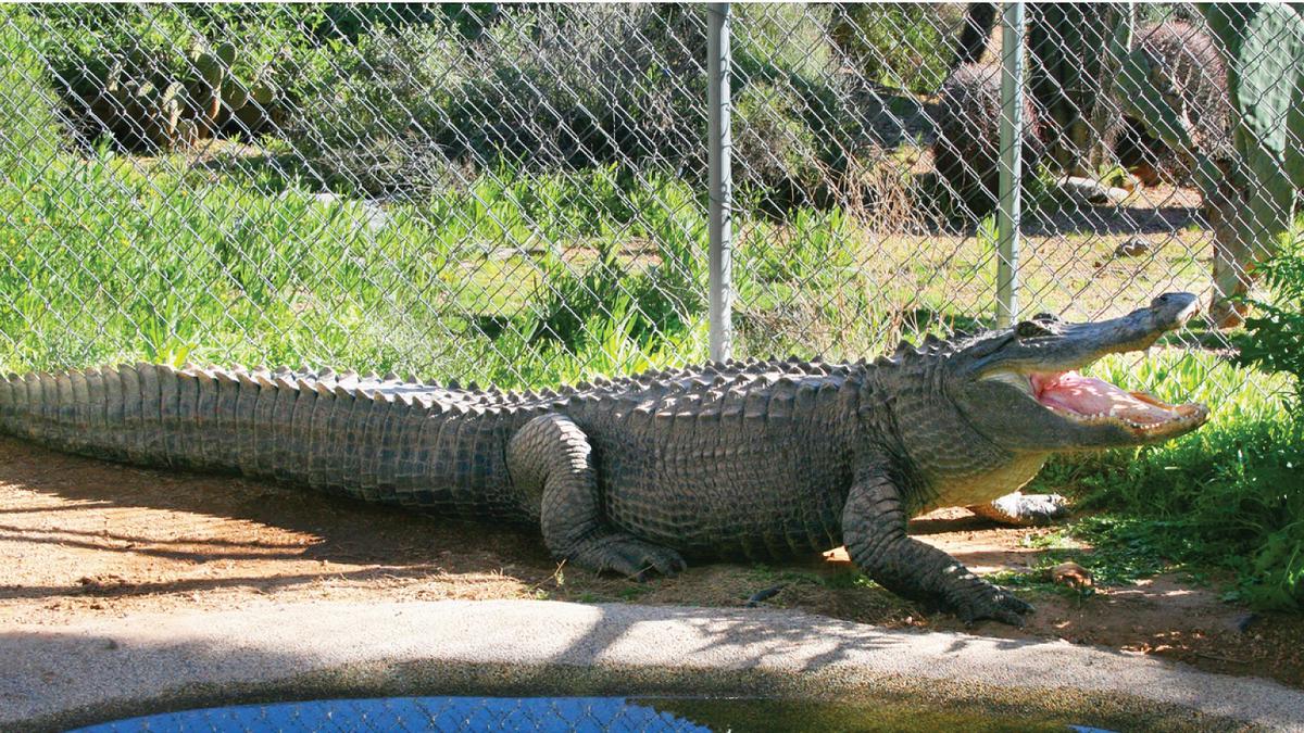 Gators, crocs under watchful eye with tech from Intel volunteers ...
