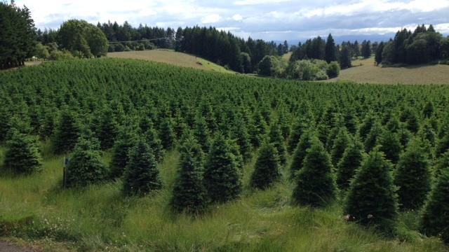 Oregon to supply the U.S. Capitol's next Christmas tree - Portland ...