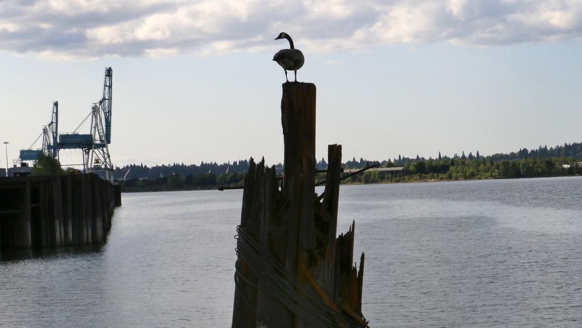 Washington joins Monsanto (NYSE: MON) PCB suit; Oregon "considering its ...