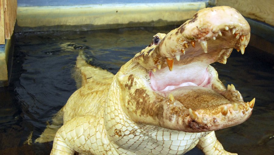 Gatorland, Old Town, Fun Spot named top attractions outside Disney ...