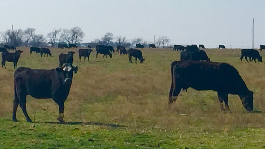 Walmart’s new Angus beef supply chain aims for transparency - Houston ...