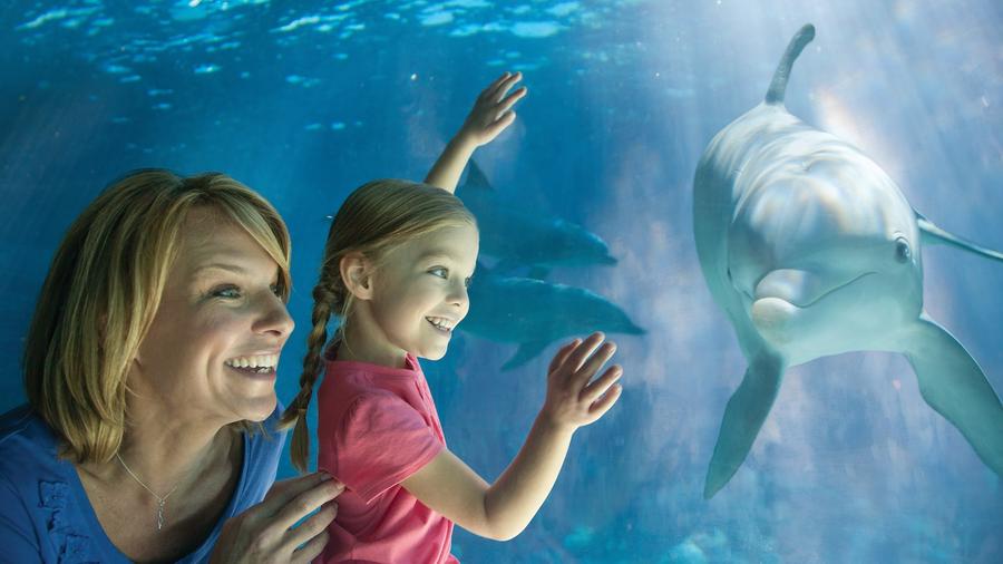 SeaWorld banking on Discovery Point investment to spin turnstiles in ...