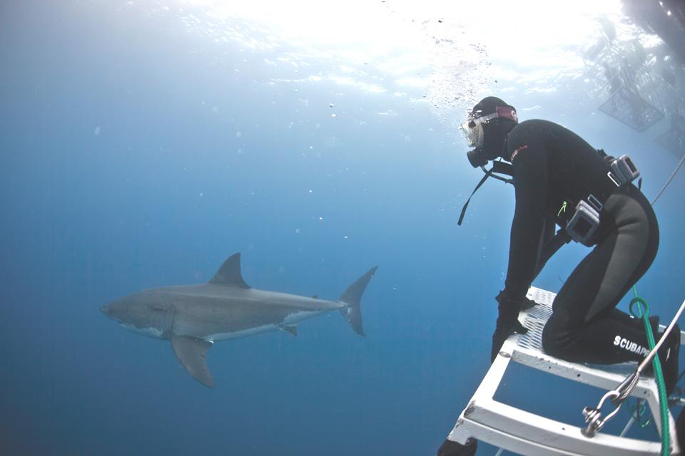 Navigating shark-infested waters: No problem for Jason Pressman ...