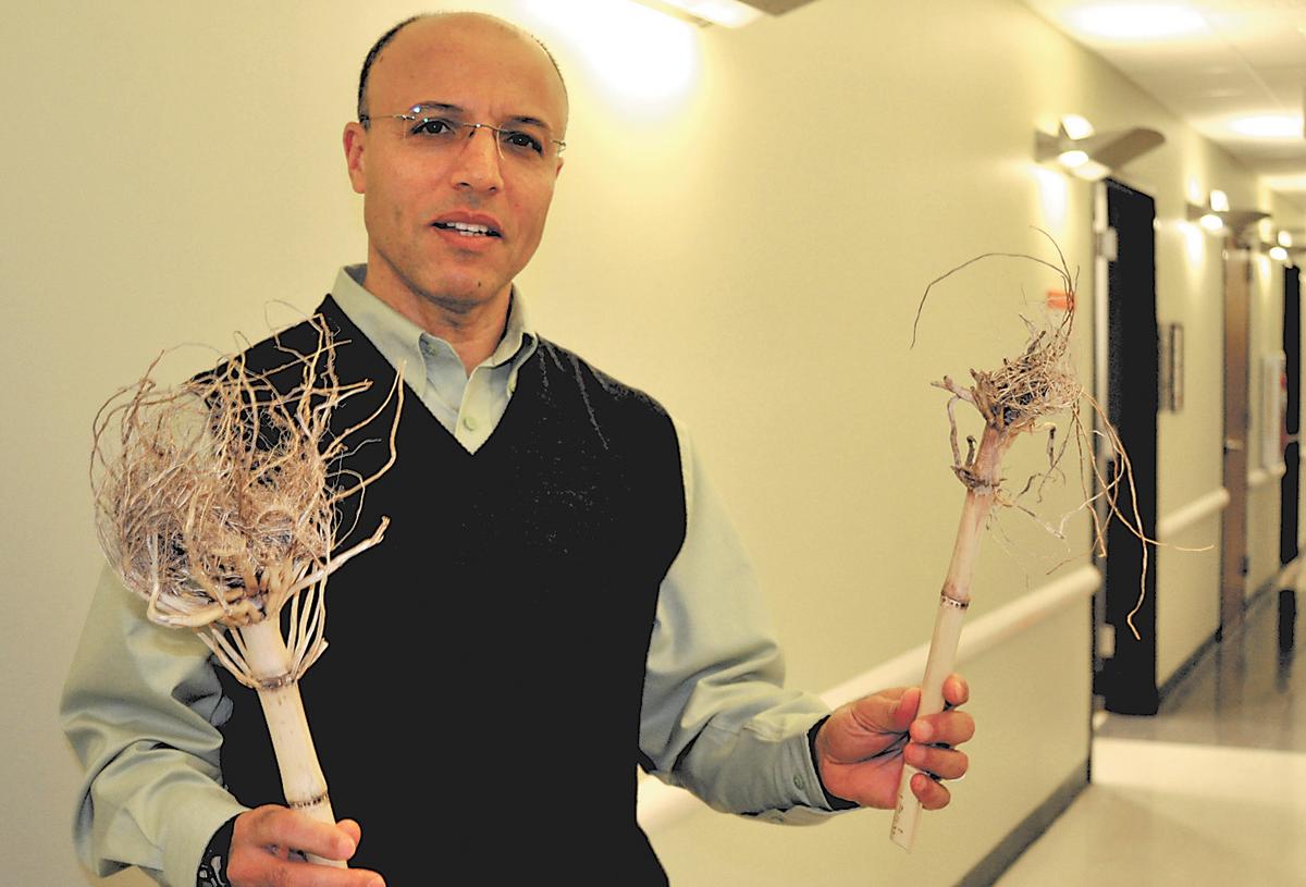 Seeds developed by Syngenta in RTP resistant to rootworms - Triangle ...