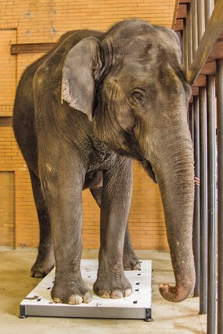 SR Instruments provides custom scale for the Buffalo Zoo's elephants ...