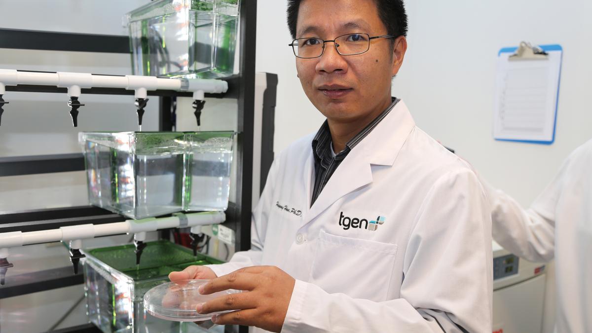 TGen uses zebrafish for pancreatic cancer research - Phoenix Business ...