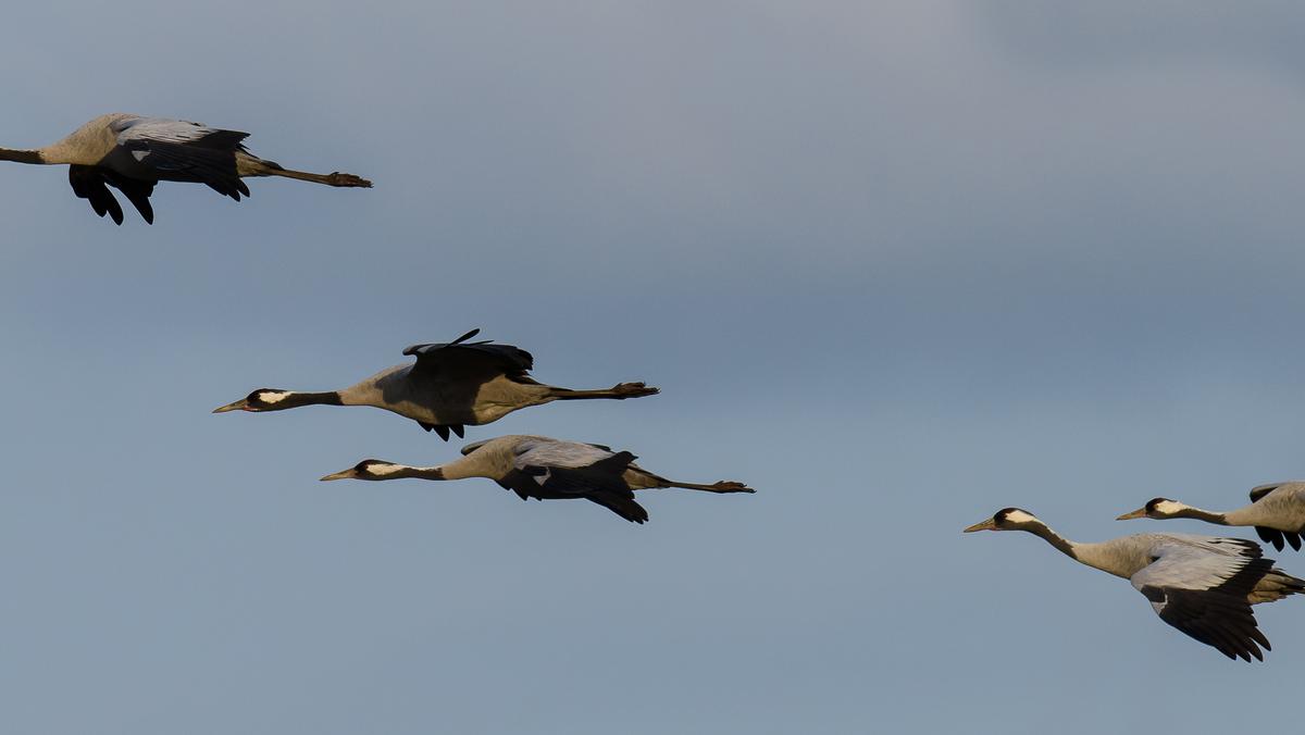 Office infighting? 5 lessons from birds about team cooperation from ...