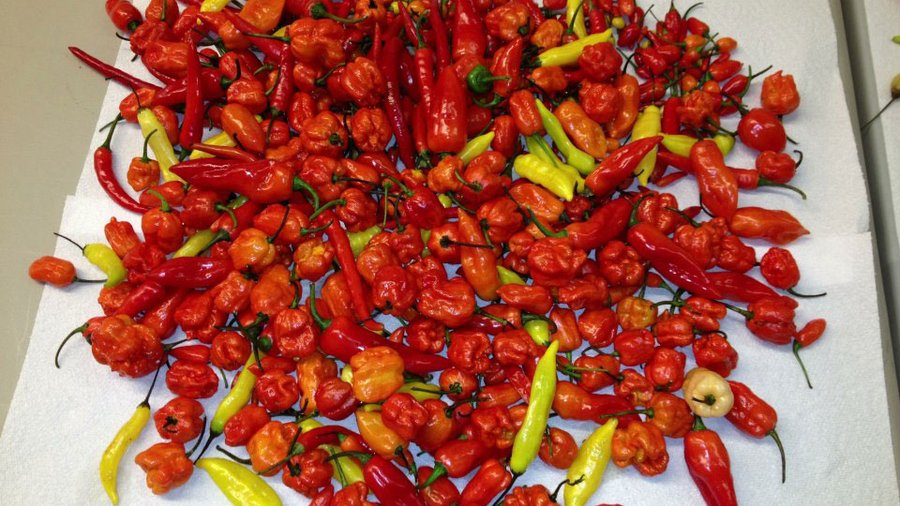 Pucker Butt's pepper business booms with Guinness record (PHOTOS ...