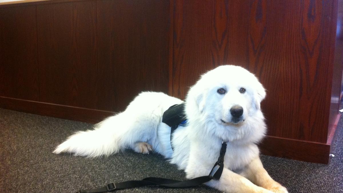 Phoenix-based PetSmart names new CFO - Phoenix Business Journal