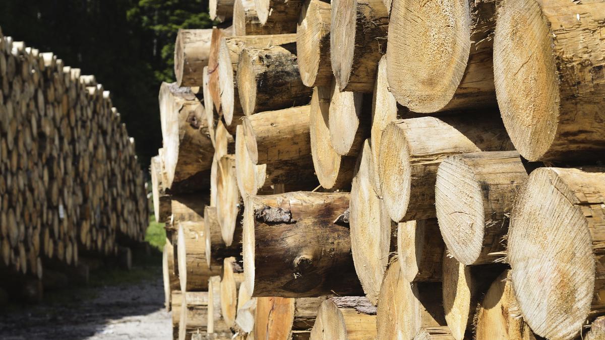 StemWood, New Albany veneer and lumber mill, to close after more than ...