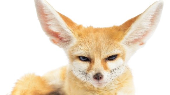 Fennec (Nasdaq: FENC) goes to market for $30 million offering ahead of ...