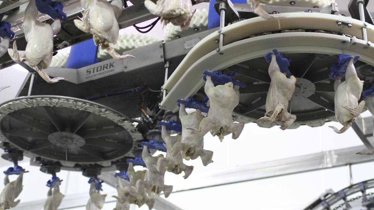 Poultry industry diverse in Gainesville - Atlanta Business Chronicle