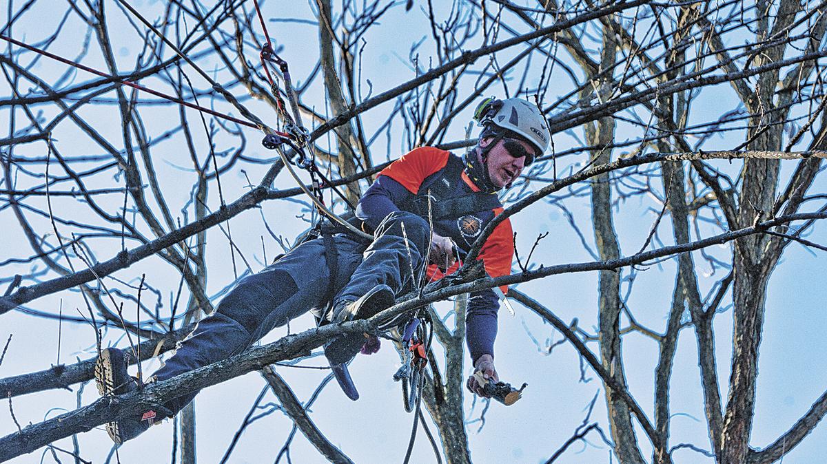 Limbwalker Tree Service puts sustainability, safety front and center ...
