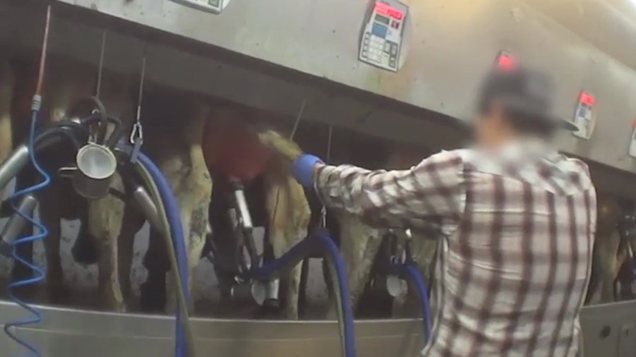 Animal cruelty, 'deceit and misconception' alleged at Colorado dairy ...
