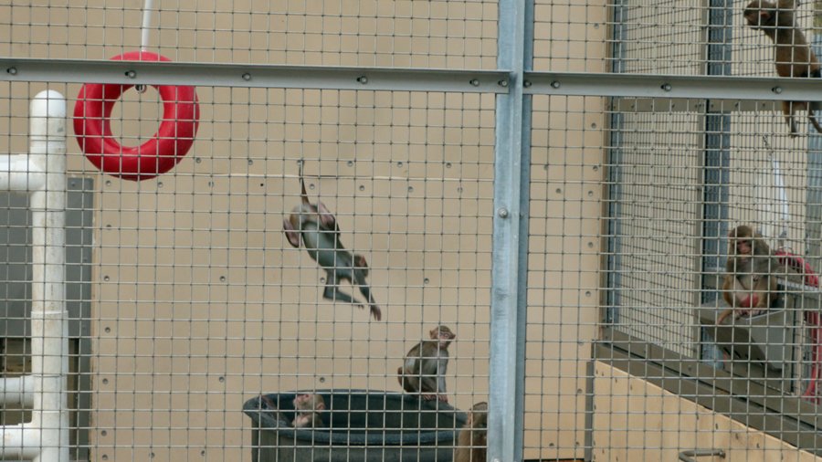 Inside the Oregon National Primate Research Center (Photos) - Portland ...