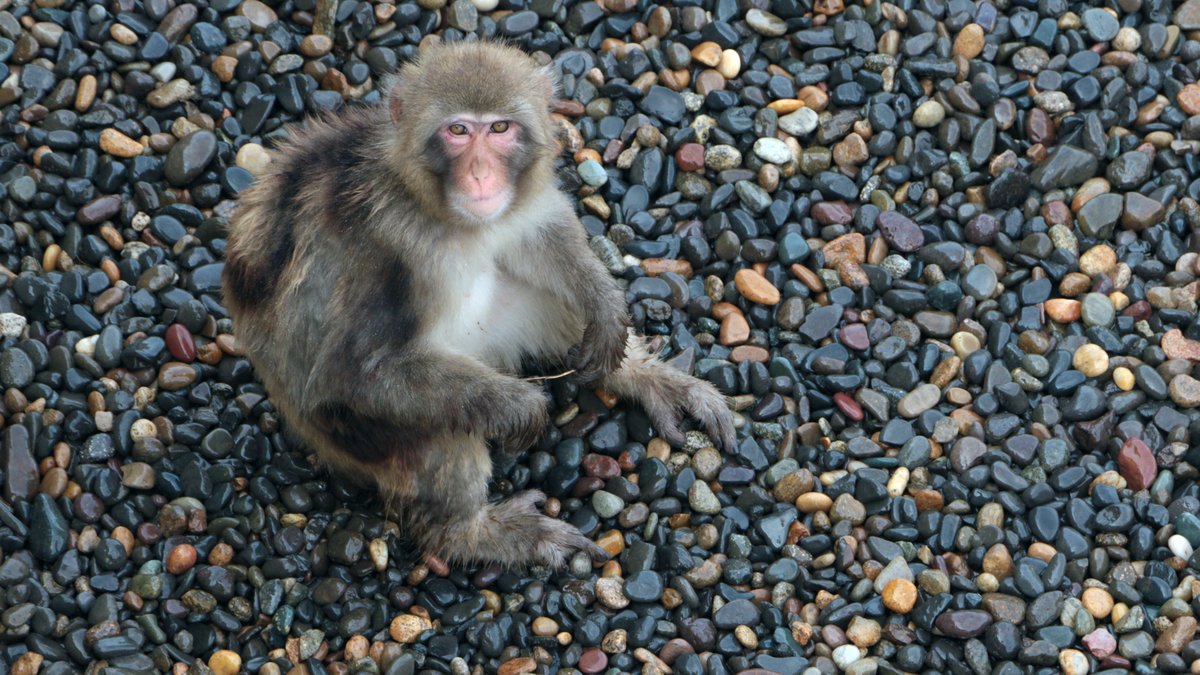 Despite request by Kotek and animal rights activists, OHSU balks at ...