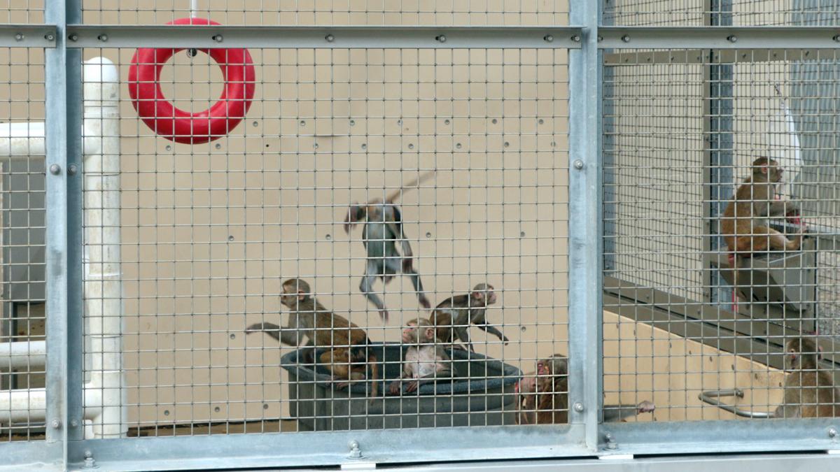 OHSU-UNC study lays the groundwork for a male birth control pill ...