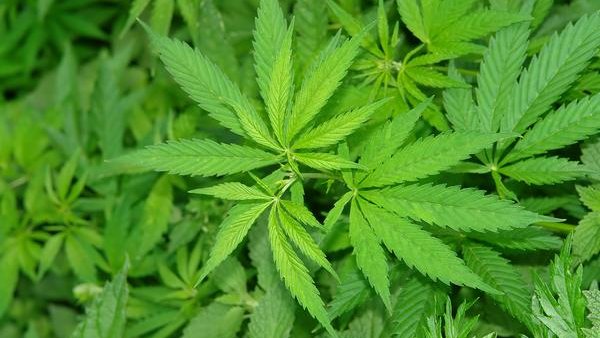 Marijuana decriminalization has majority support on Cincinnati City ...