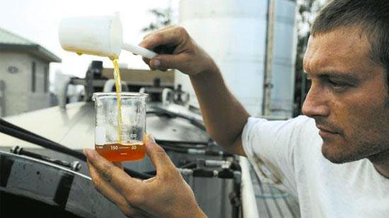 Pacific Biodiesel begins farming sunflowers on Hawaii’s largest biofuel ...