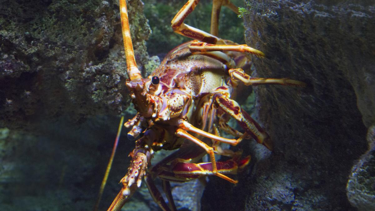 Florida Spiny lobster mini-season harvest could yield millions of ...