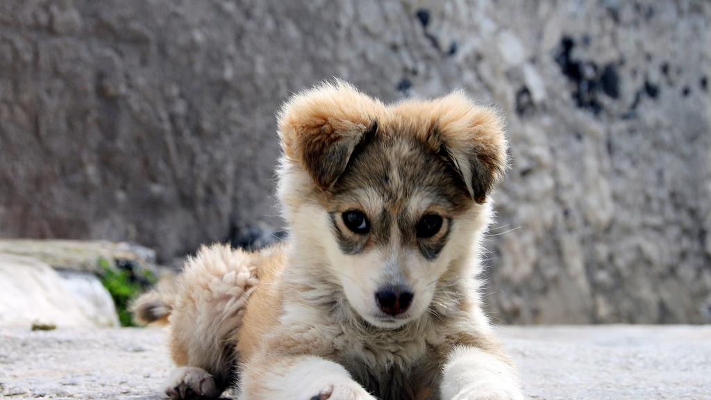 Mars enters exclusive discussions to buy Cerba Vet, Antagene ...