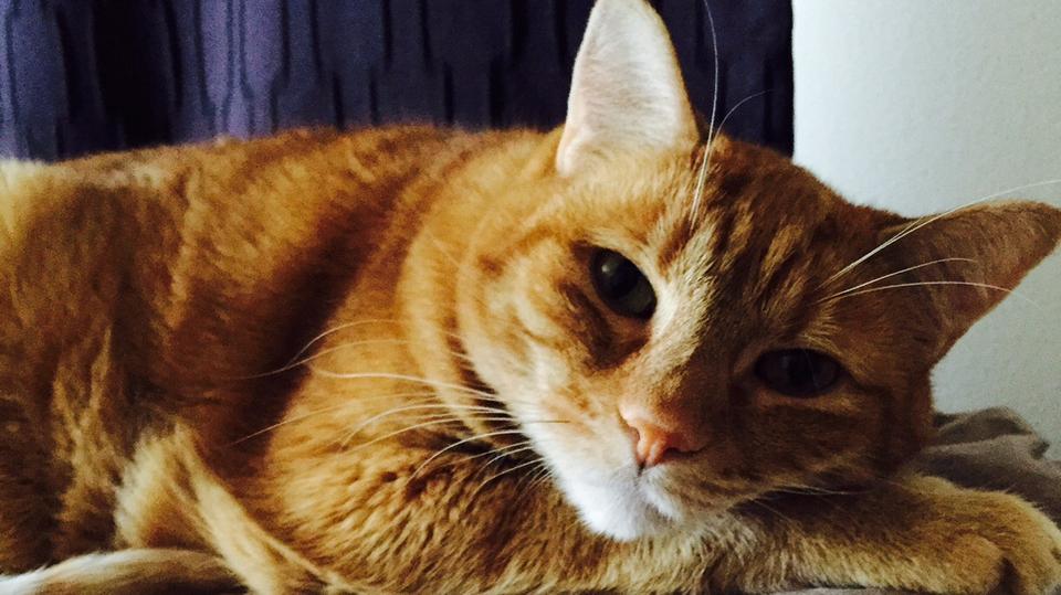 The most adorable story about murderous cats you'll ever read ...