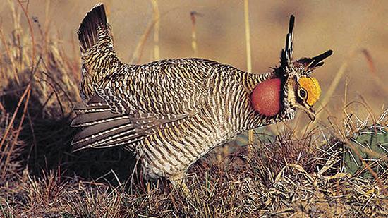 Kansas joins lawsuit challenging prairie chicken designation - Wichita ...