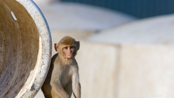 Feds cite Mayo Clinic for burning monkey - Minneapolis / St. Paul ...